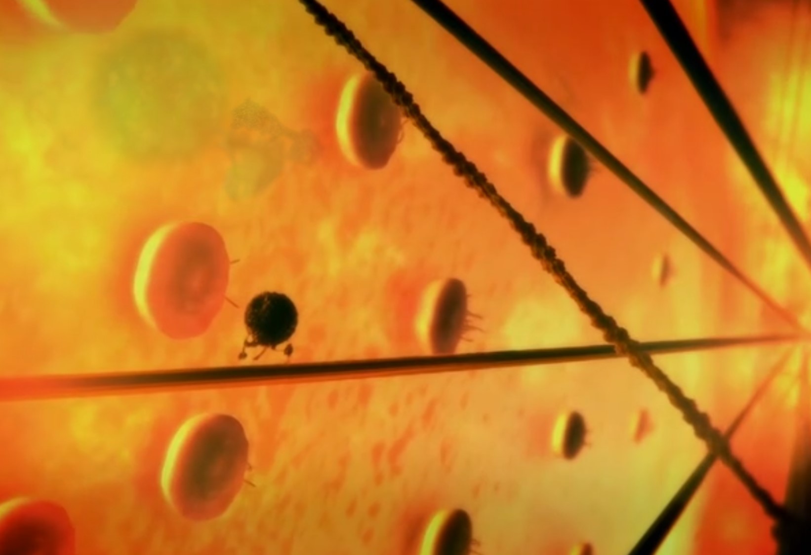 Walex / Post / quantum bit